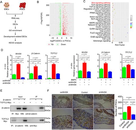 Wnt5a β Catenin Tcf7l2 Positively Regulates The Formation Of Pgcs A