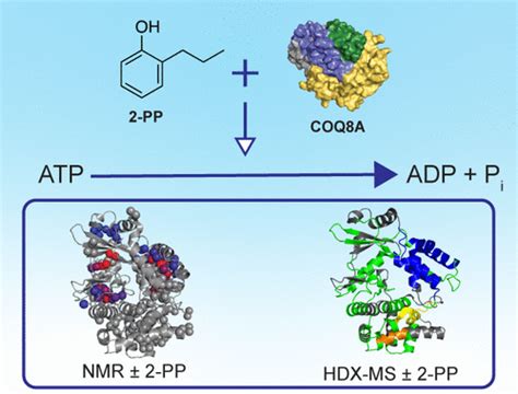 2 Propylphenol Allosterically Modulates Coq8a To Enhance Atpase Activity Acs Chemical Biology