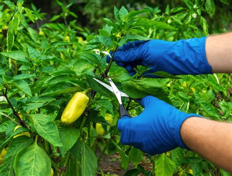 How To Properly Prune Your Pepper Plants Backyard Boss