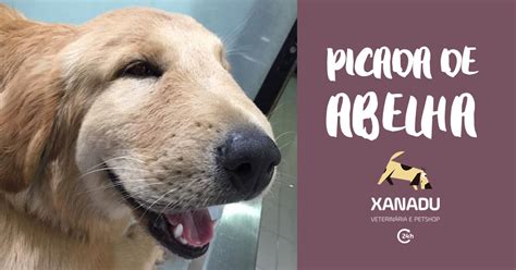 Perigo Picada De Abelha Veterinária Xanadu