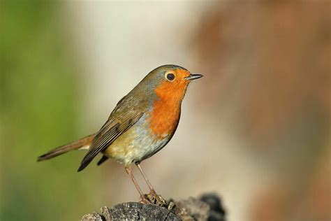 Erithacus Rubecula European Robin Juzaphoto