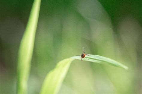 Ticks And Tickborne Diseases Of Minnesota Vectorborne Diseases Unit