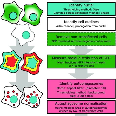 Basic Structure Of Fully Functionalized Fragment Probes Fffs A Download Scientific Diagram