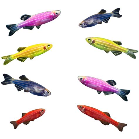 Danio Types