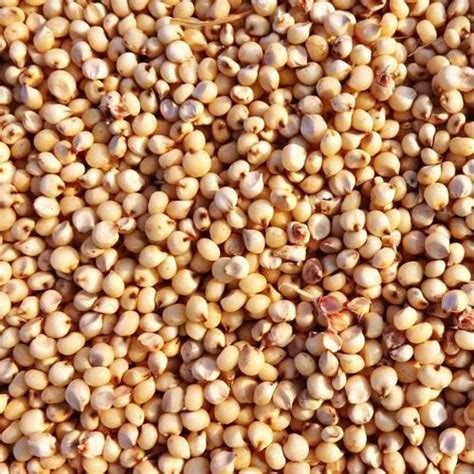 Natural Sorghum Jowar Millet Seed For Food Processing Packaging Type
