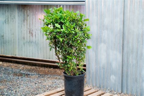 Ligustrum Tinus Spring Bouquet Green Goddess