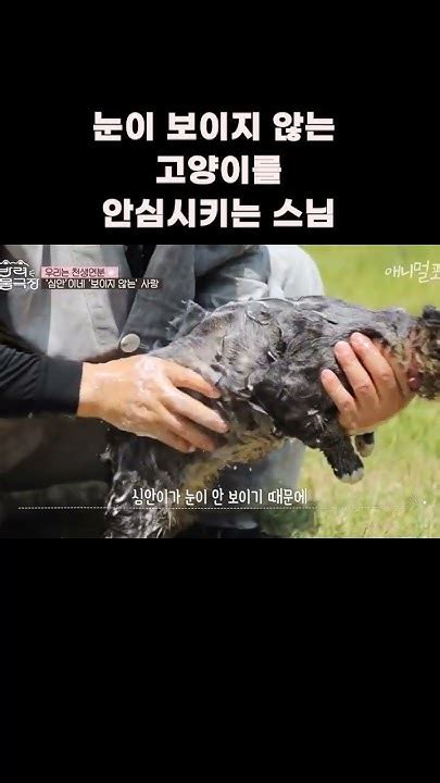 눈이 보이지 않는 고양이와 스님 Youtube