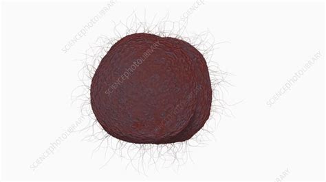 Gonorrhoea Bacteria Animation Stock Video Clip K0091786 Science