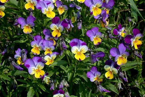 Цветок триколор (54 фото)