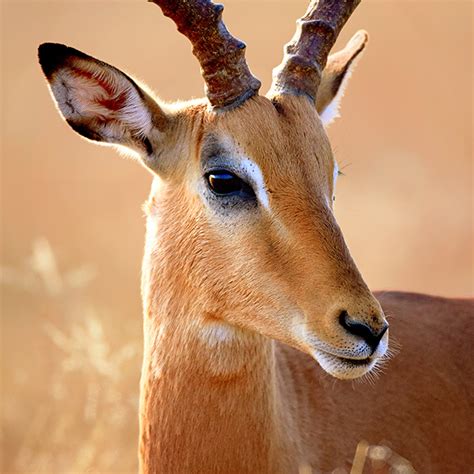 Impala