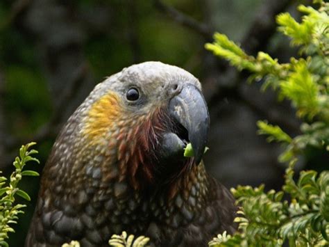 Biodiversity Hotspots In India