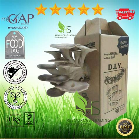 Ready Stock Diy Mushroom Growing Kit Mushroom Box Bongkah Cendawan