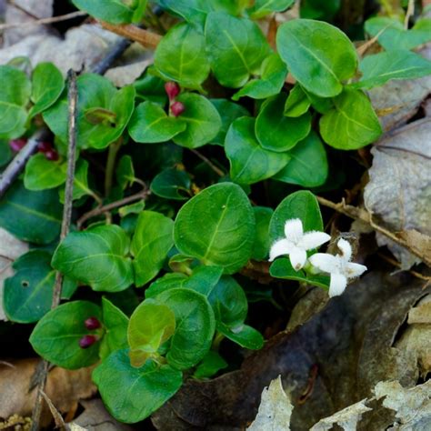 Partridge Berry Mitchella Repens Western Carolina Botanical Club