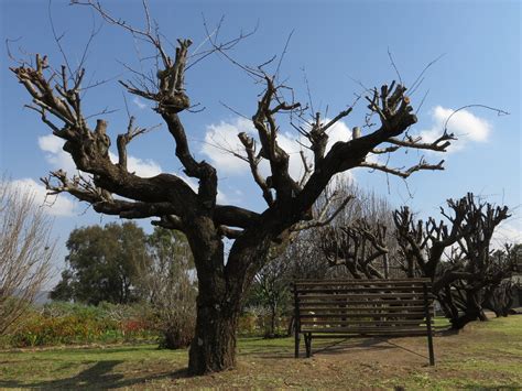 Pruning Fruit