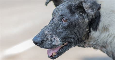 Mon Chien A Des Croutes Noires Chien Nouvelles