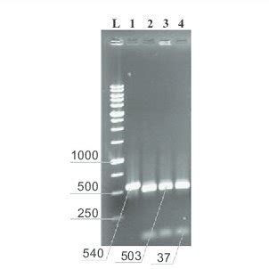 An Example Of Restriction Analysis Of The Genomic DNA Extracted From Download Scientific