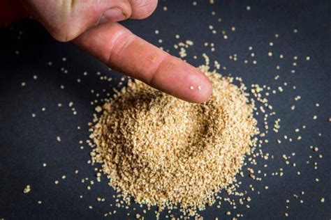 Products Seed Processing Your Trusted Partner In Seed Technology