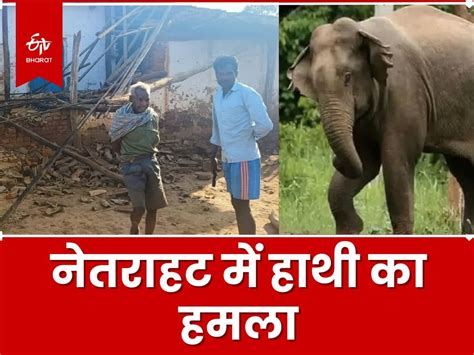 Elephant Terror In Netarhat नेतरहाट में हाथी का आतंक एक ग्रामीण को