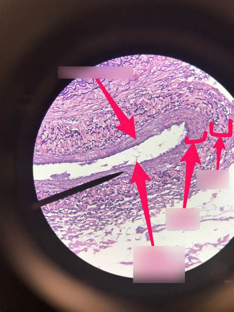 Circulatory Histology Vein Diagram Quizlet