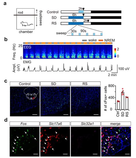 【脑科学】谷氨酸能神经元对小鼠nrem睡眠的控制作用 知乎