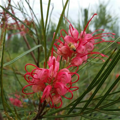 Grevillea Long John Mid Valley Trees