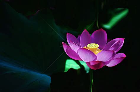 Summer Lotus Pond Photo Picture And Hd Photos Free Download On Lovepik