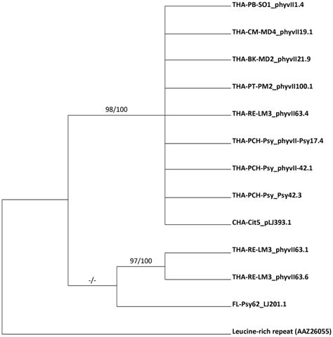 Majority Rule Consensus Tree Based On Maximum Likelihood Analyses Of 13 Download Scientific
