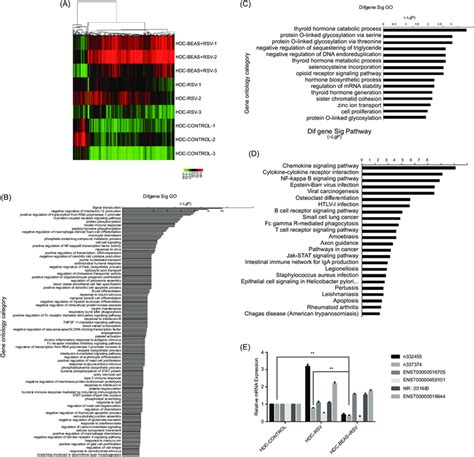 Identification Functional Analysis And Validation Of Differentially