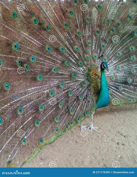 Indian Peacock Spreading Its Tail Feathers Stock Image Cartoondealer