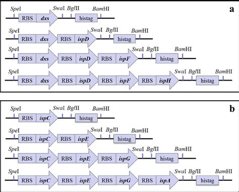 Constructed Operons A Operons Constructed With Mep Pathway Genes Of
