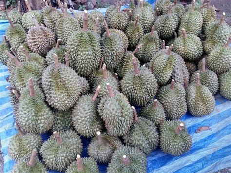 10 สวนบุฟเฟ่ต์ทุเรียนระยอง จันทบุรี ฟินกันได้ทุกวันแบบไม่จำกัด