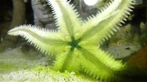 Starfish Stomach? - YouTube