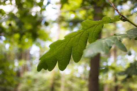 Oak Leaves English Tree Free Photo On Pixabay Pixabay