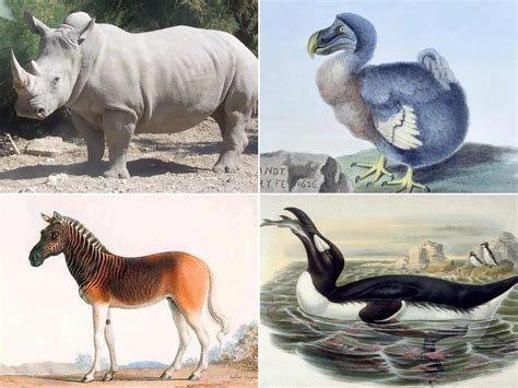 Cuáles Son Los Animales Que Se Han Extinguido Por Culpa Del Hombre