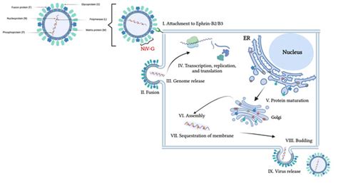 Antigenic And Mutational Insights Into The Nipah Virus G Glycoprotein Implications For Viral