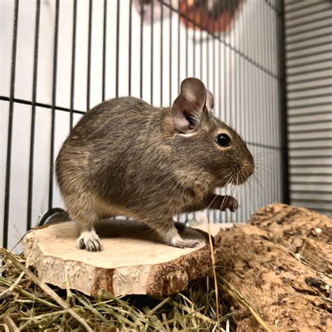 Allgemeine Informationen Degu Traum