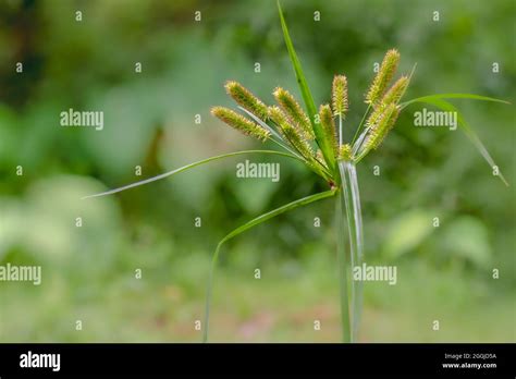 A Hairy Tubular Flower Grass With Green Color Slender Leaves Stock