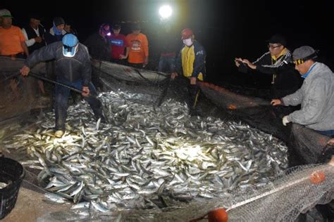 中國再禁台竹筴魚：包裝檢出新冠陽 農委會火大抨擊 生活焦點 要聞 Nownews今日新聞