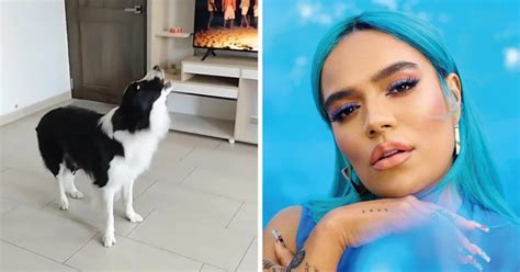 Karol G Un Border Collie Es Fan De La Cantante Y Cautiva En Las Redes