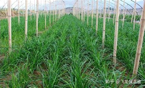 韭菜养根的四个小技巧 知乎