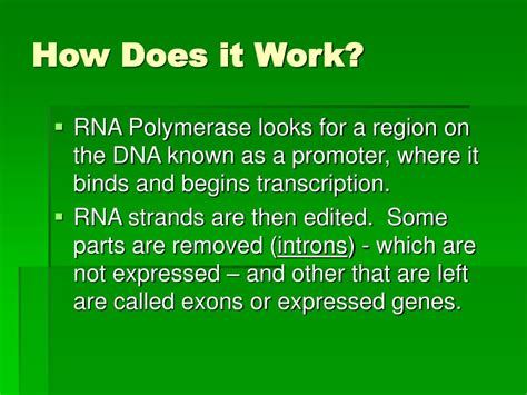 PPT RNA PowerPoint Presentation Free Download ID 229134