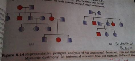 A Both Autosomes And Sex Chromosign A The Themosome B Autosomal Relu