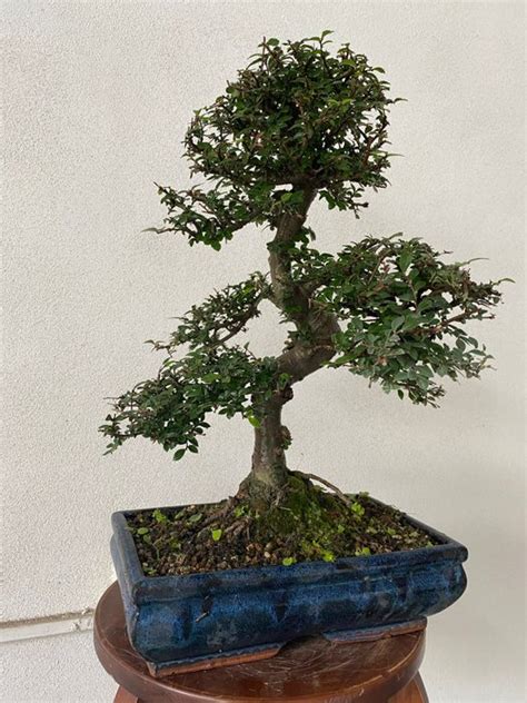 Japanese Elm Bonsai Zelkova Japan Catawiki