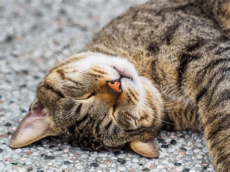 台湾可爱的猫