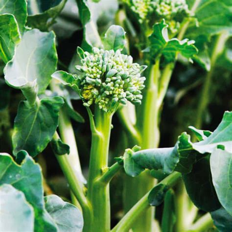 40 Types Of Broccoli 🥦 A To Z Photos Butter N Thyme