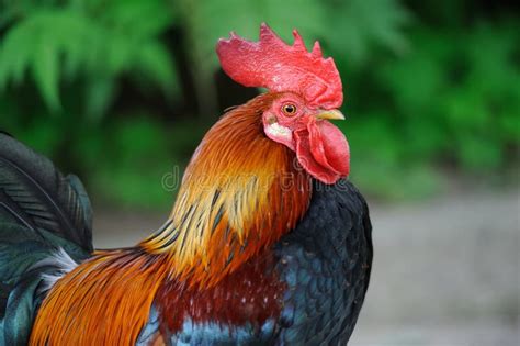 Jeune Coq De Basse Cour Photo Stock Image Du Coqs Poulet 69937854
