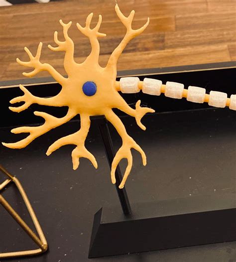 Elegant Neuron Model Etsy