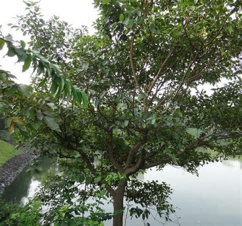 Ficus Racemosa Cluster Fig Tree Goolar India Edible Fruit Etsy