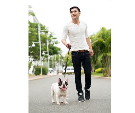 Summer Dangers For Pets And How To Avoid Them Beechmont Pet Hospital