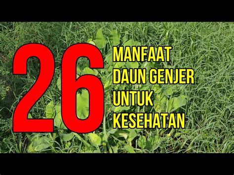 Temukan Manfaat Daun Genjer Yang Jarang Diketahui Solider